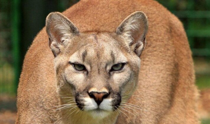 Mountain lion sightings reported in Georgia despite stated extinction ...